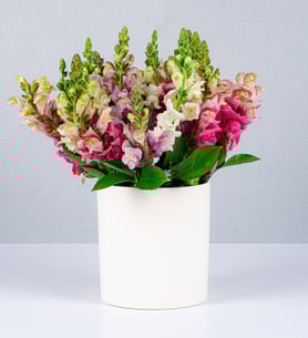 Flor de perrito: la más colorida y bella selección ¡Compra ahora!