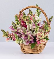 Flor de perrito: la más colorida y bella selección ¡Compra ahora!