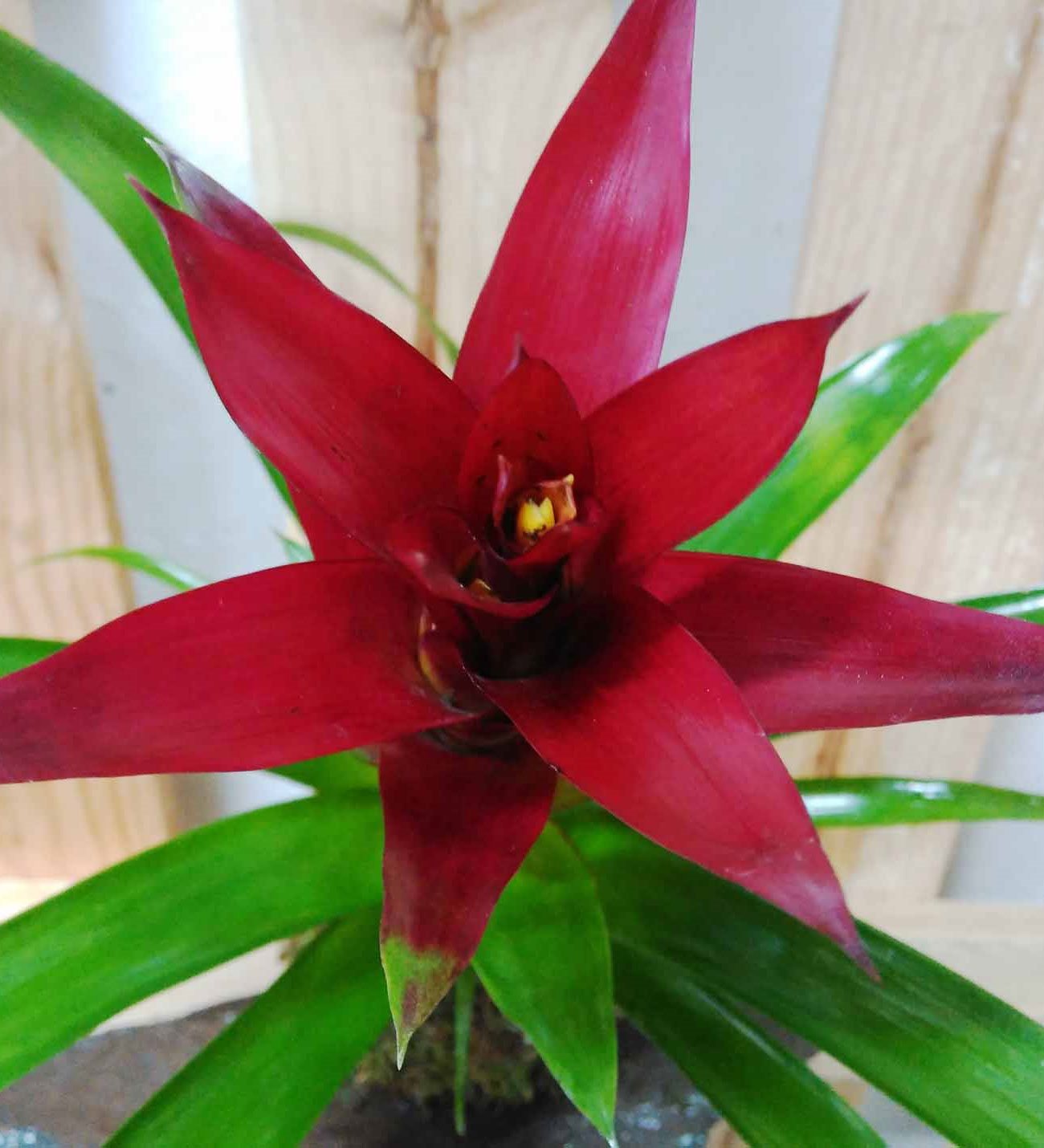 Guzmania Flower Meaning | Best Flower Site