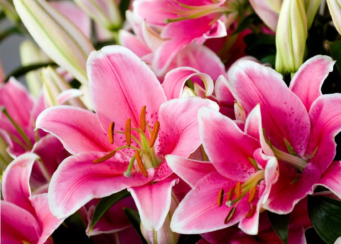 Lily Care Guide - Learn How to Take Care of Lilies